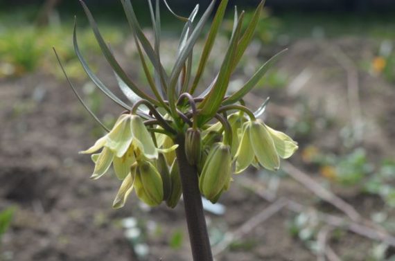 Fritillaria Raddeana - Anglia Bulb Company