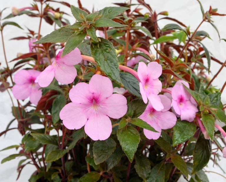 Achimenes - Anglia Bulb Company
