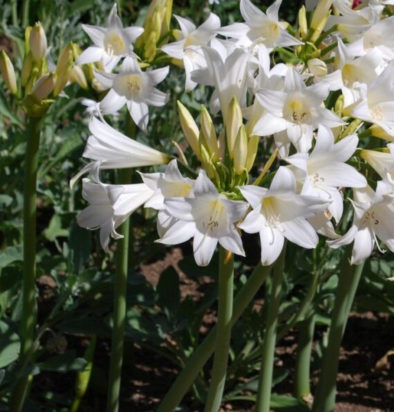 Amaryllis Belladonna Alba - Anglia Bulb Company