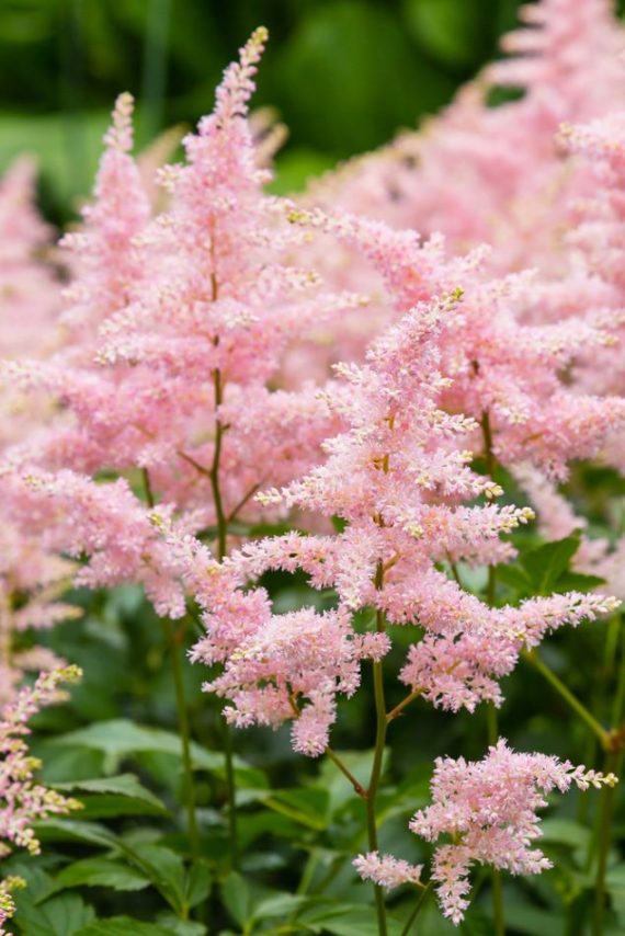 Astilbe Peach Blossom - Anglia Bulb Company