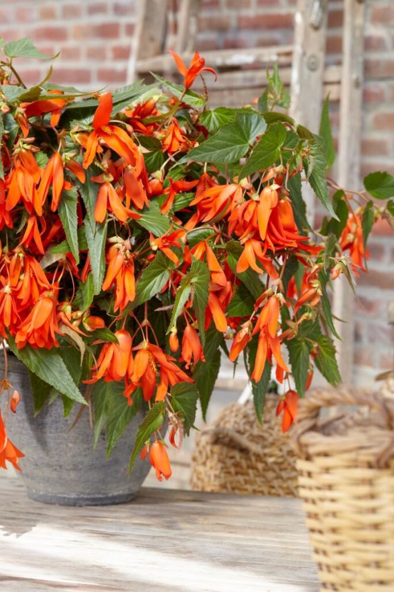 Begonia Boliviensis 'Santa Cruz' - Anglia Bulb Company