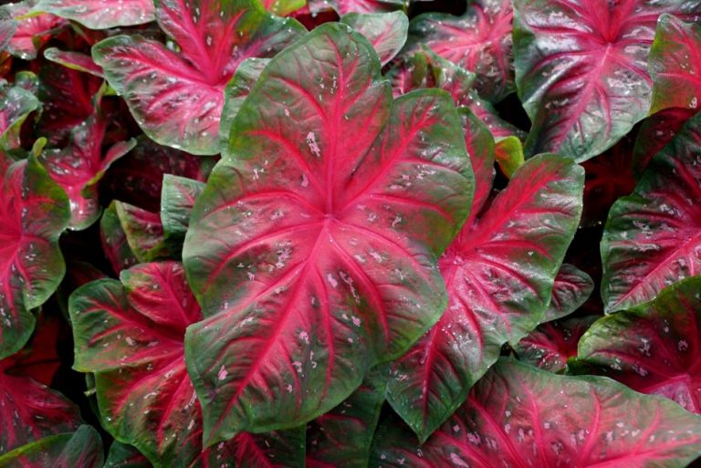 Caladium Red Flash - Anglia Bulb Company