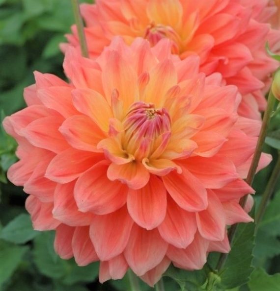 Dahlia Ace Summer Sunset - Anglia Bulb Company