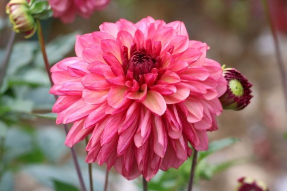 Dahlia Bacardi - Anglia Bulb Company