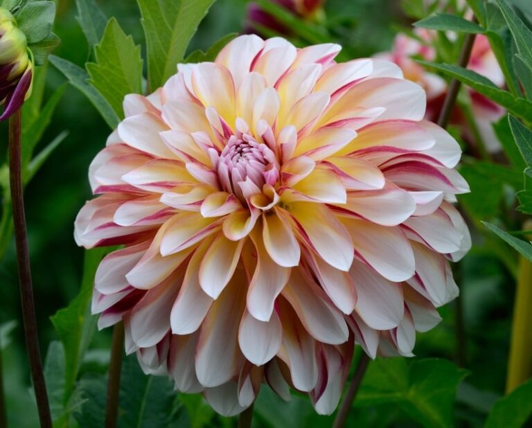 Dahlia Caribbean Fantasy - Anglia Bulb Company