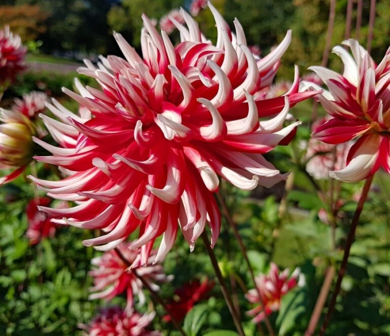 Dahlia Frigoulet - Anglia Bulb Company
