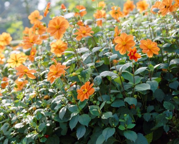 Dahlia G. F. Hemerik - Anglia Bulb Company