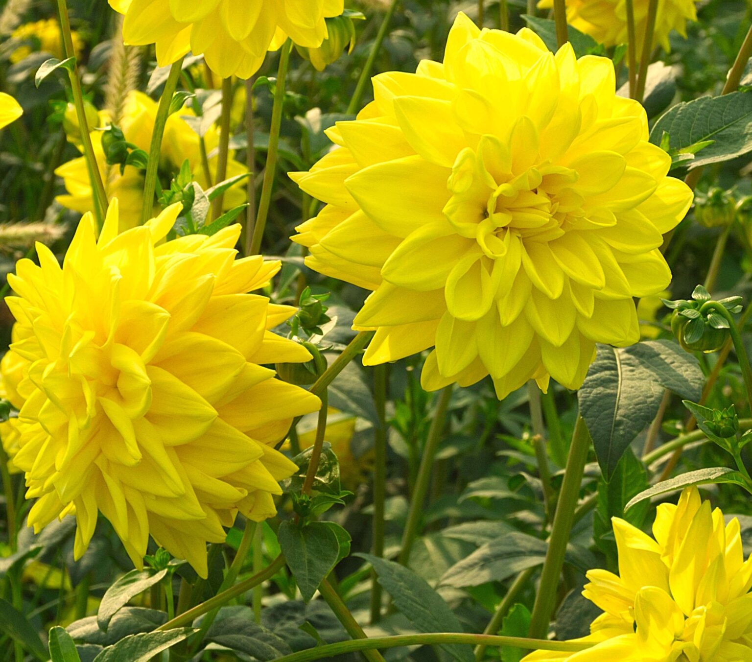 Dahlia Golden Emblem - Anglia Bulb Company