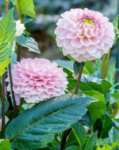 Dahlia Wizard of Oz - Anglia Bulb Company