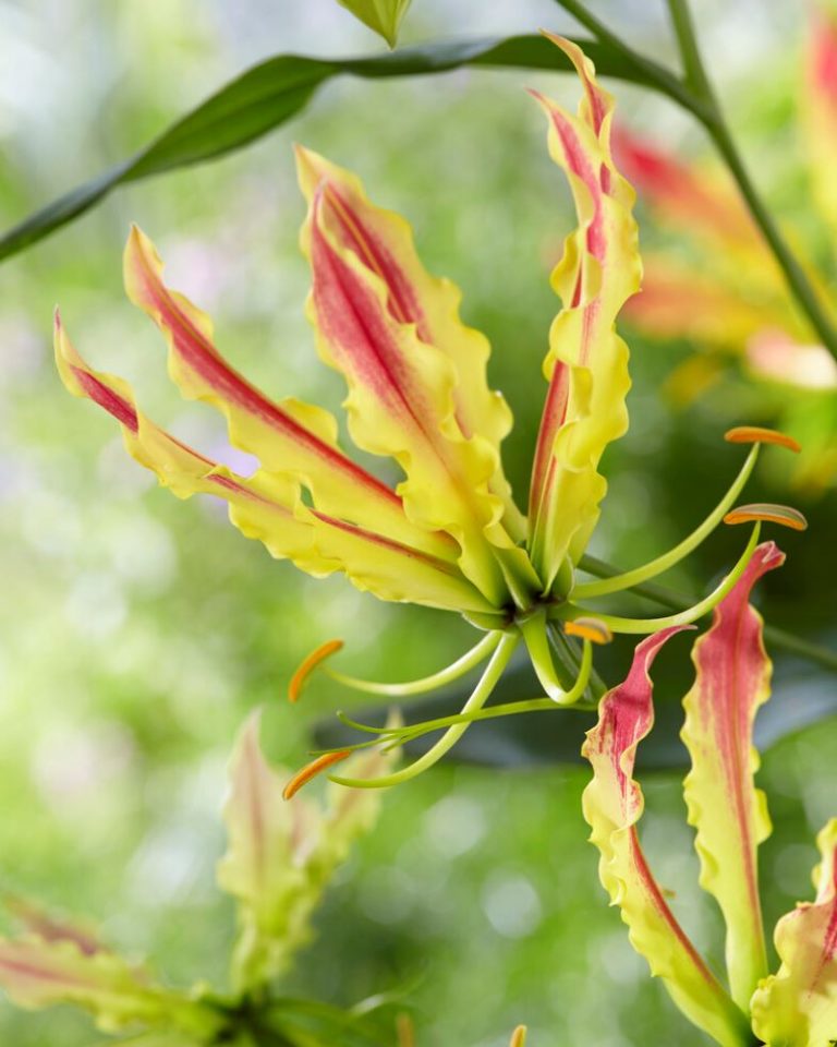 Gloriosa Stripe - Anglia Bulb Company