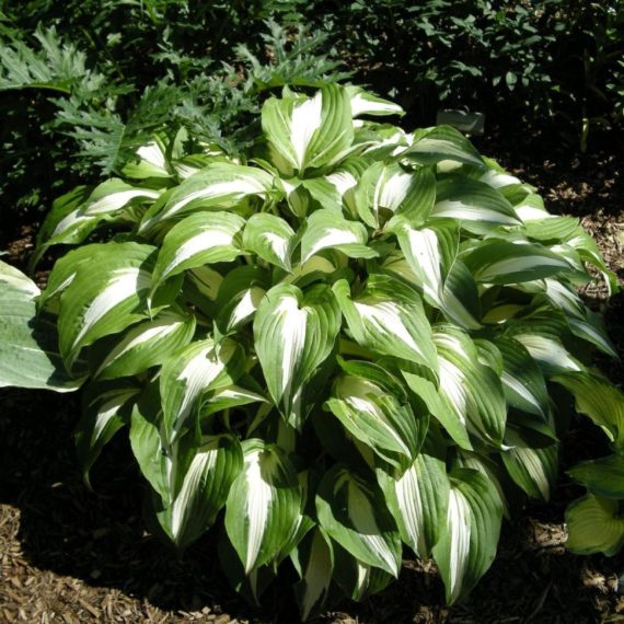 Hosta Night Before Christmas - Anglia Bulb Company