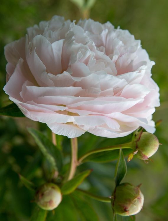 Paeonia - Peony Mother's Choice - Anglia Bulb Company