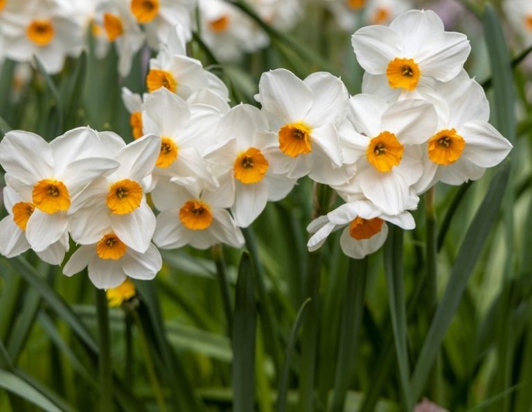 Narcissus Geranium - Anglia Bulb Company