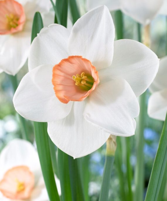 Narcissus Sophie Girl - Anglia Bulb Company