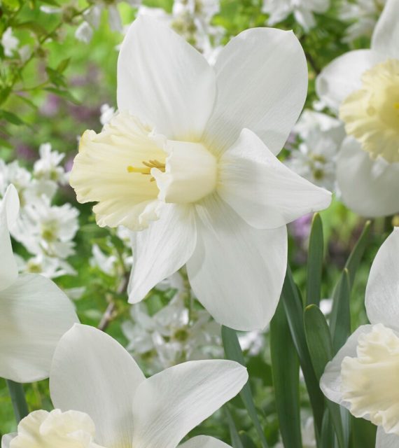 Narcissus Watch Up - Anglia Bulb Company