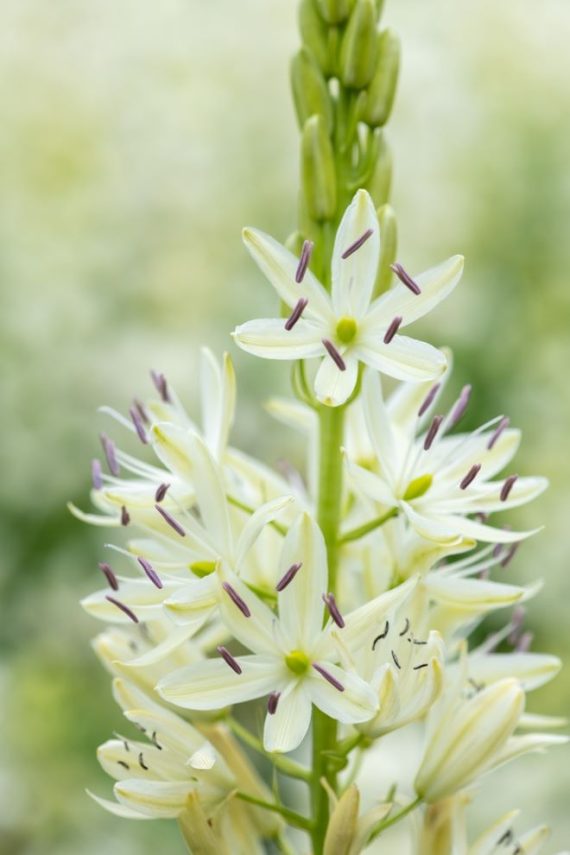 Camassia Silk River - Anglia Bulb Company