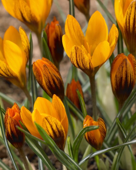 Crocus Orange Monarch - Anglia Bulb Company