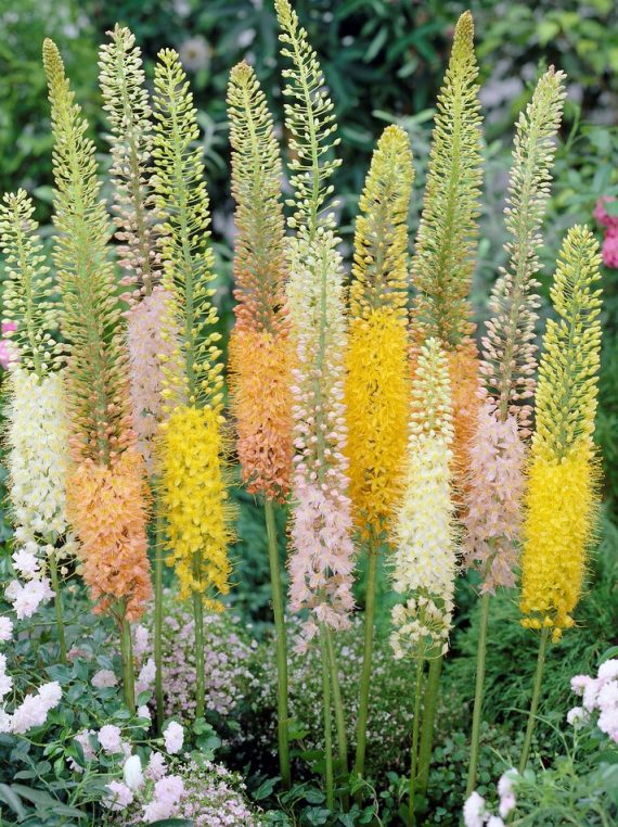 Eremurus Ruiter Hybrid Mix - Anglia Bulb Company