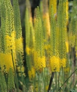Eremurus Tap Dance - Anglia Bulb Company