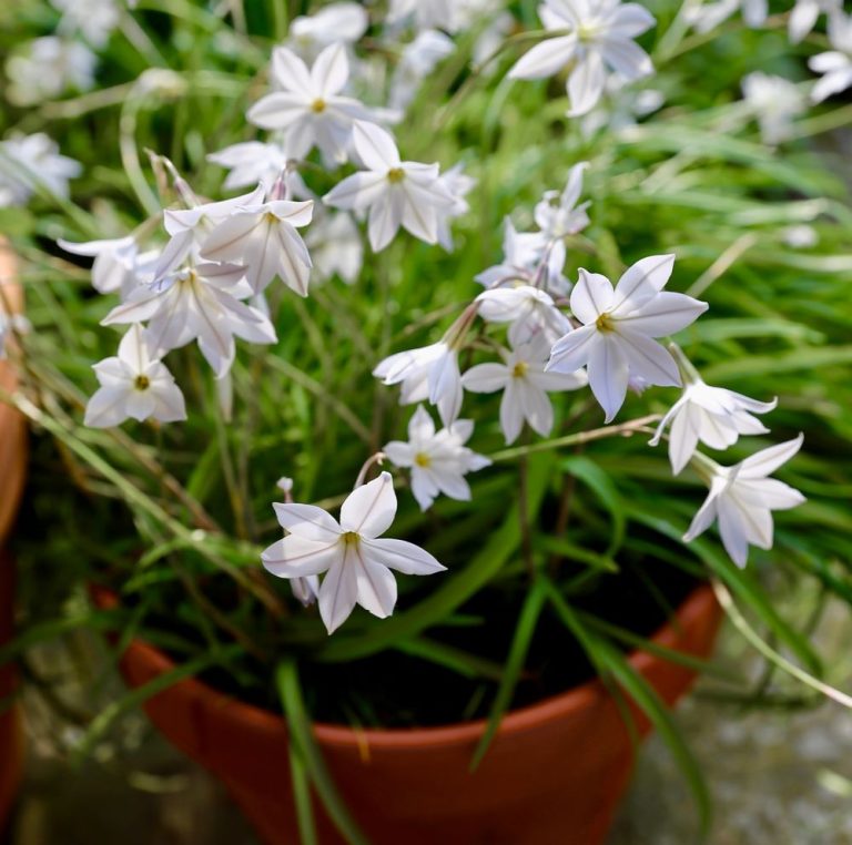 Ipheion Alberto Castillo - Anglia Bulb Company in Colchester
