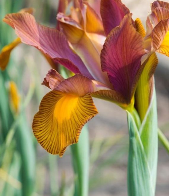 Iris Lion King - Anglia Bulb Company