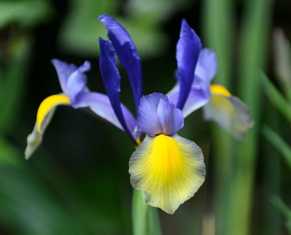 Iris Hollandica Miss Saigon - Anglia Bulb Company