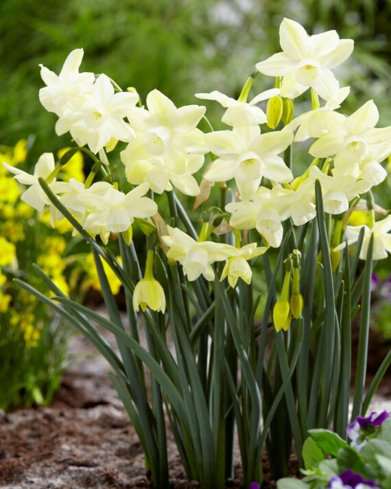 Narcissus Moonlight Sensation - Anglia Bulb Company
