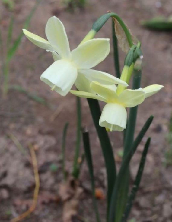 Narcissus Moonlight Sensation - Anglia Bulb Company