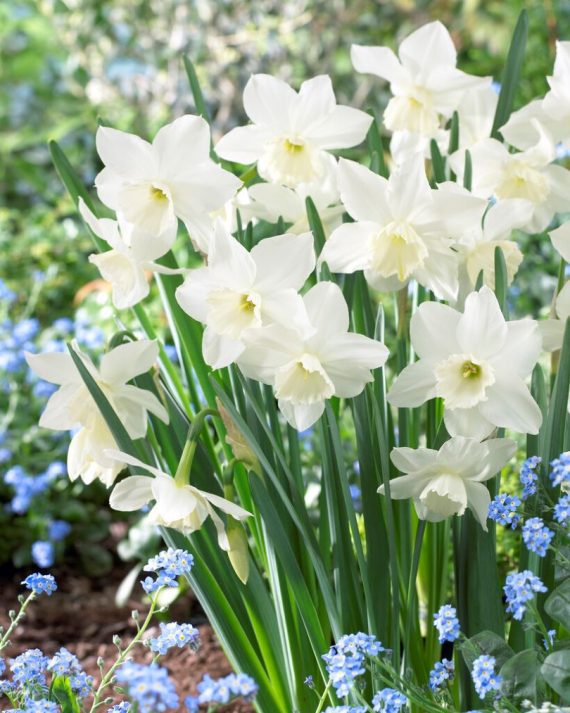 Narcissus Tresamble - Anglia Bulb Company