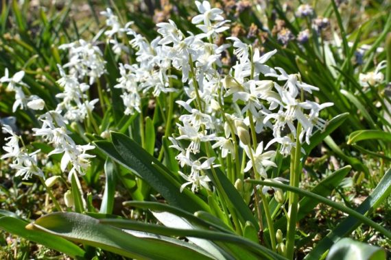Scilla Siberica Alba - Anglia Bulb Company