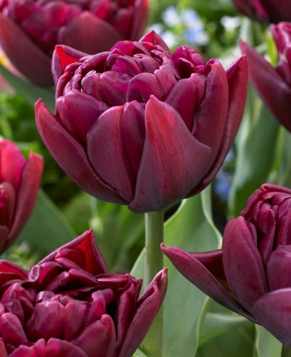 Tulip Alison Bradley - Anglia Bulb Company