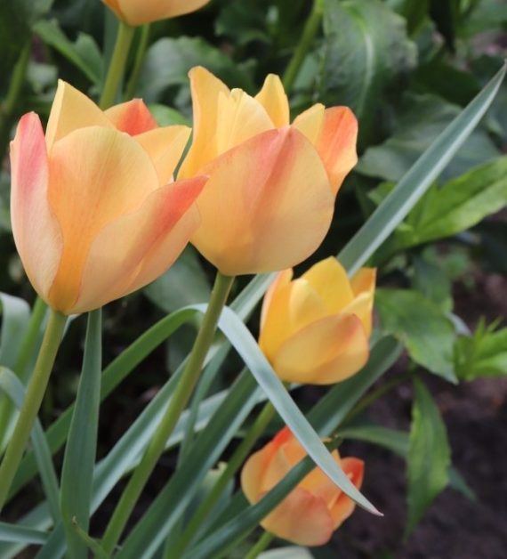 Tulip Batalinii Bronze Charm - Anglia Bulb Company