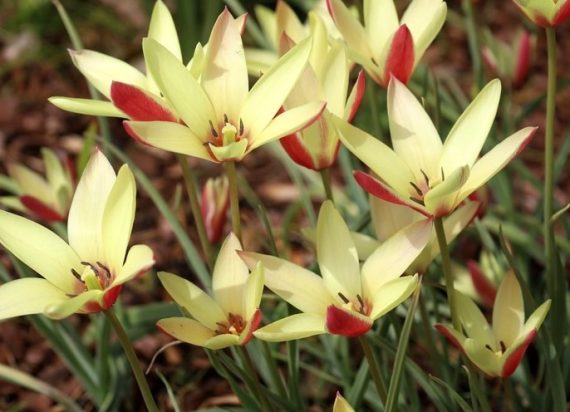 Tulip Clusiana Cynthia - Anglia Bulb Company