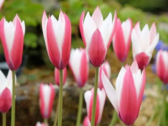 Tulip Peppermint Stick - Anglia Bulb Company