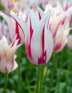 Tulip Marilyn - Anglia Bulb Company