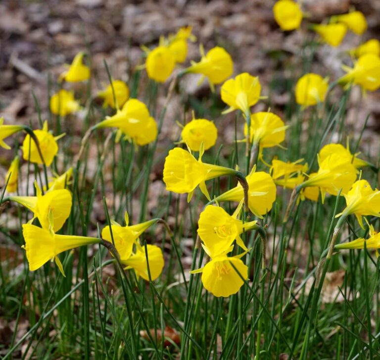 Narcissus Bulbocodium ‘Golden Bells’ - Anglia Bulb Company