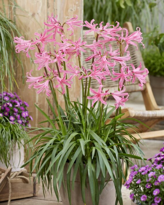 Amarine Bulbs - Anglia Bulb Company