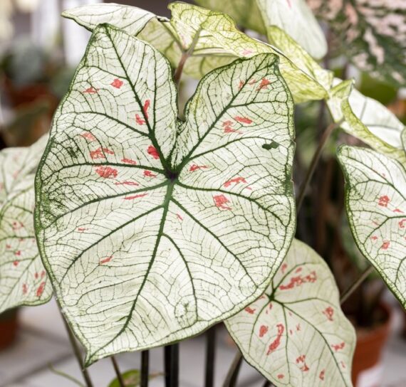 Quality Caladium Bulbs, Jumbo Size | Anglia Bulb Company