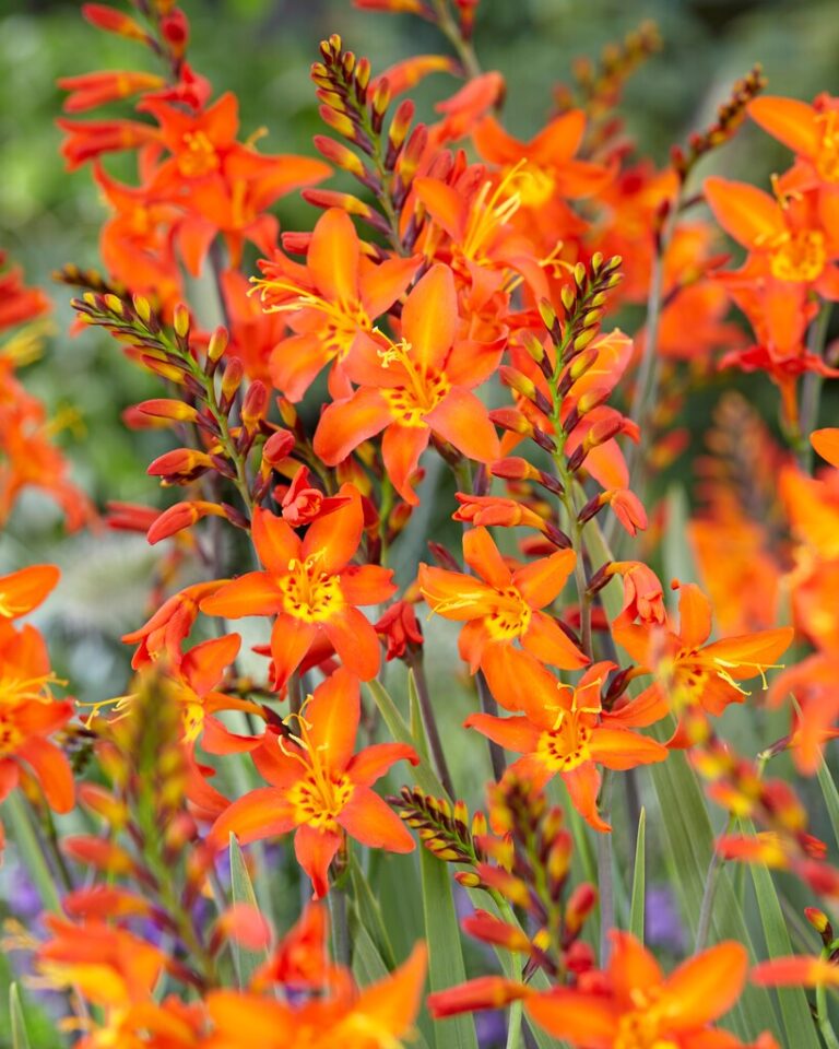 Crocosmia Masonorum - Anglia Bulb Company