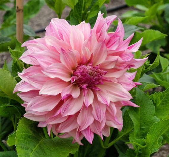 Dahlia Cafe au Lait Royal - Anglia Bulb Company