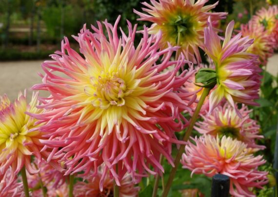 Dahlia Star Elite - Anglia Bulb Company