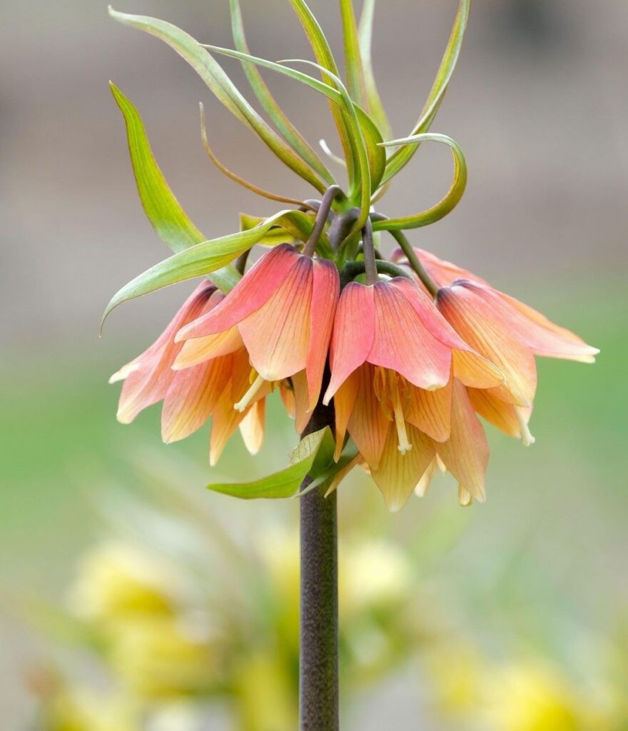 Fritillaria Early Fantasy - Anglia Bulb Company