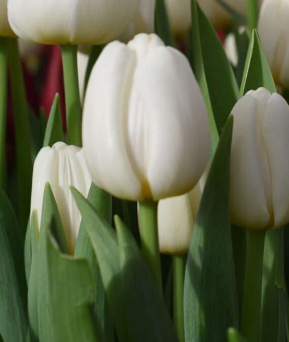 Tulip Antarctica - Anglia Bulb Company