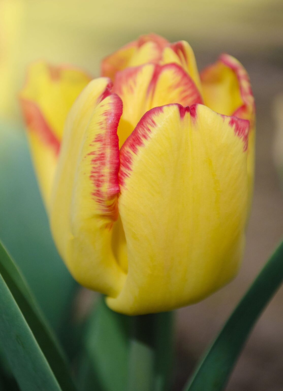 Tulip Cape Town - Anglia Bulb Company