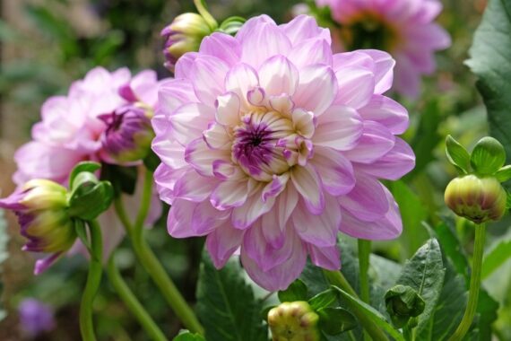 Dahlia Blue Wish - Quality Tubers - Anglia Bulb Company