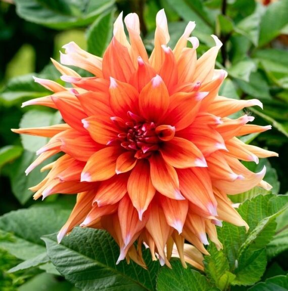 Dahlia Color Spectacle - Anglia Bulb Company