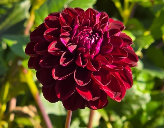 Dahlia Dark Spirit - Anglia Bulb Company