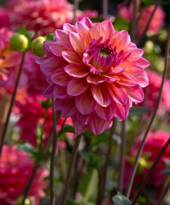 Dahlia Great Silence - Quality Tubers - Anglia Bulb Company