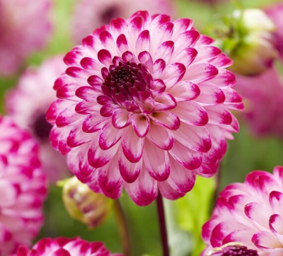 Dahlia Little Robert - Anglia Bulb Company