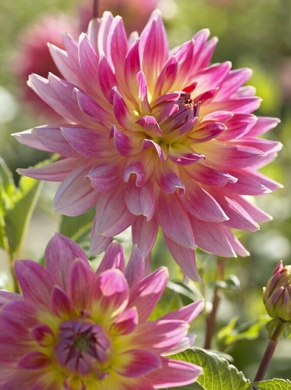 Dahlia Magic Sunrise - Quality Tubers - Anglia Bulb Company